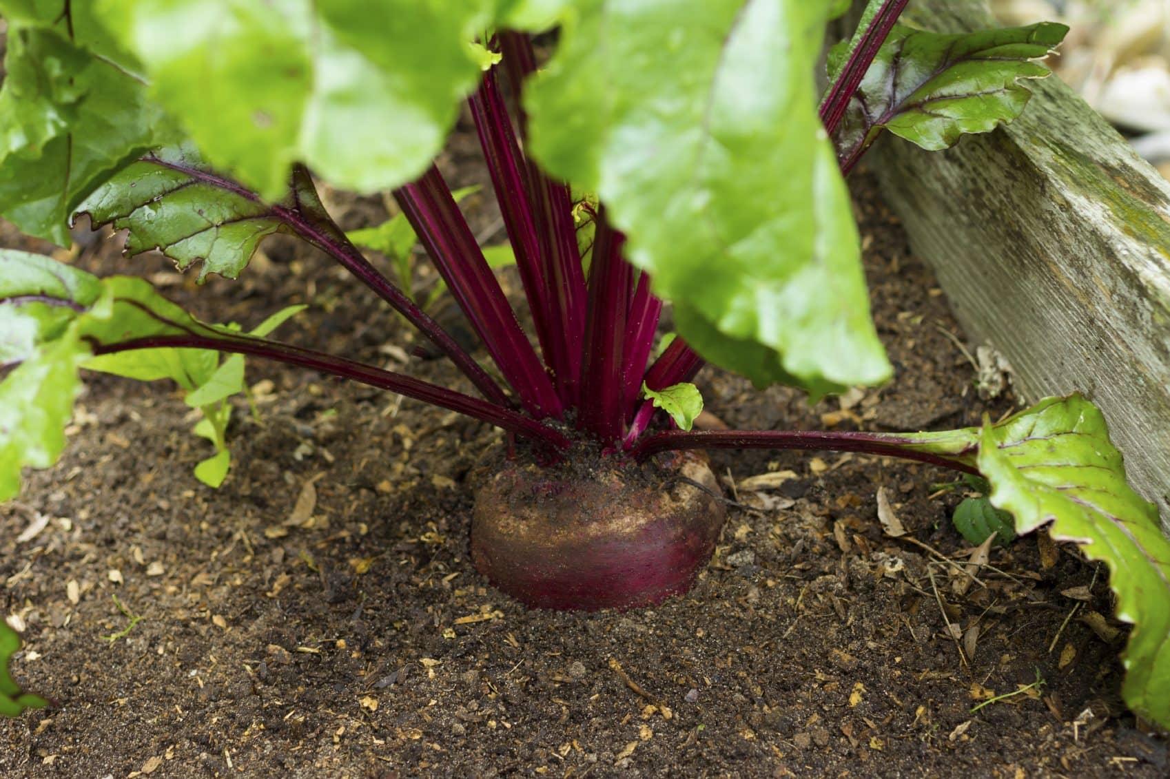 Beetroot 50 seeds high germination seeds with instruction manual: Buy ...